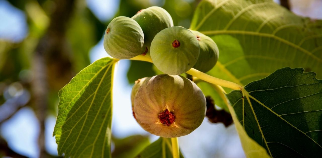 Profumi al fico migliori: fruttati, economici e di nicchia | Style