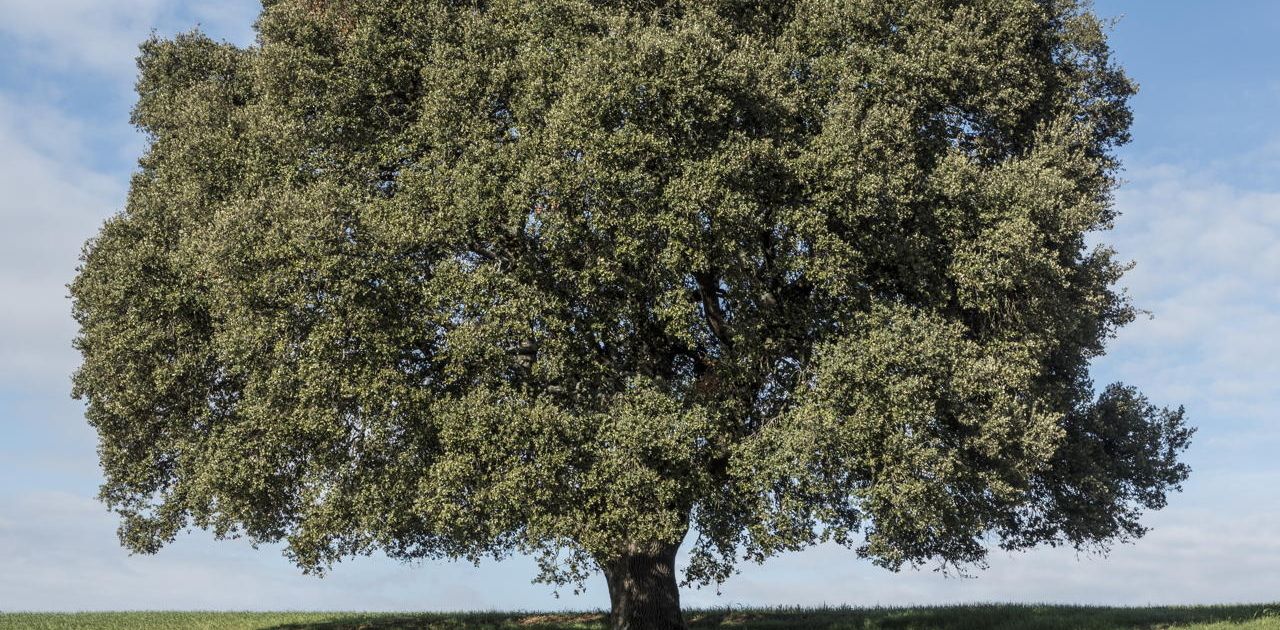 Treedom e AIRC: pianta un albero, coltiva la ricerca | Video Style
