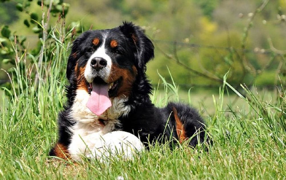 Giornata mondiale del cane 2020: frasi e aforismi | Style